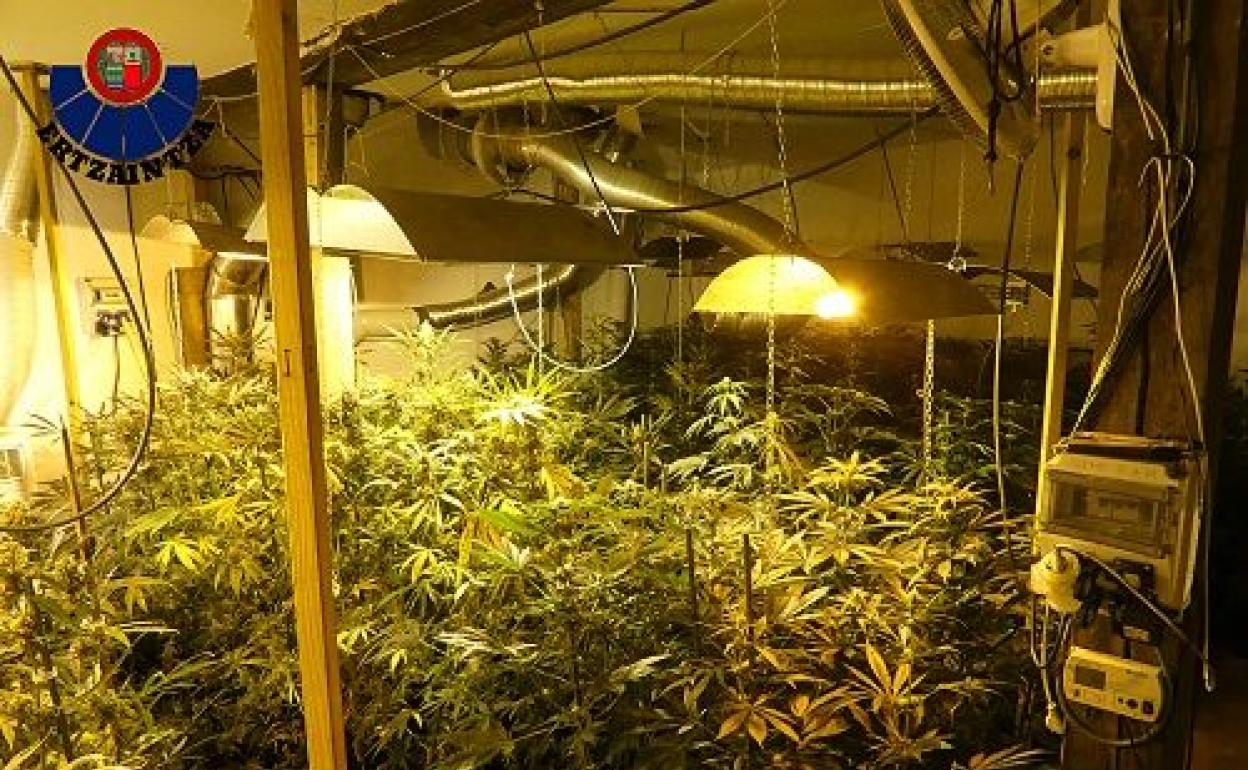 Localizada en Mundaka una nave industrial con 280 plantas de marihuana | El Correo